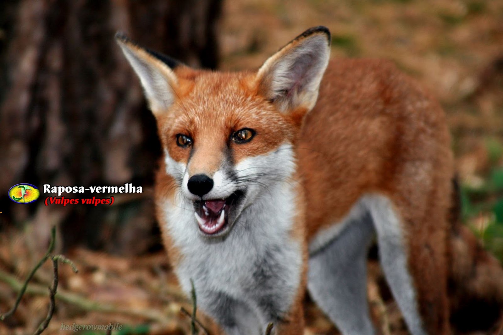 Zoologia: Raposa-vermelha (Vulpes vulpes)